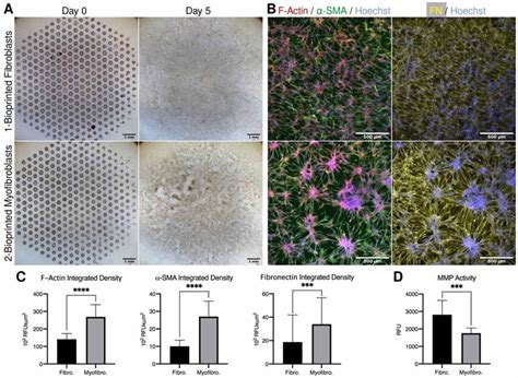 Maintenance Of Fibroblast And Myofibroblast Phenotypes With Maturation Download Scientific