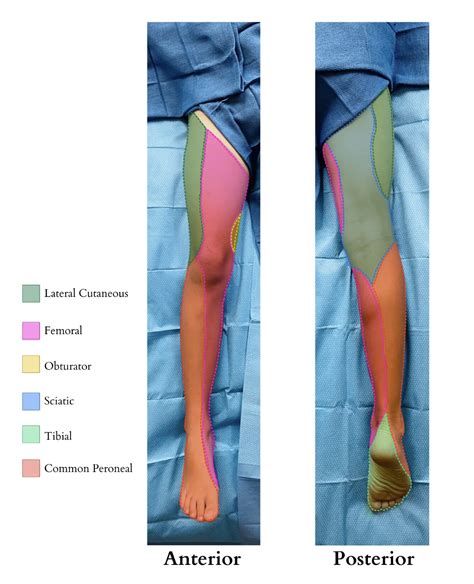 Lower Extremity Myotomes