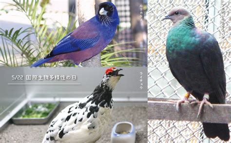上野動物園 公式 On Twitter おはようございます。 今日はジャイアントパンダのシャンシャンとともに開園です。 ジャイアント