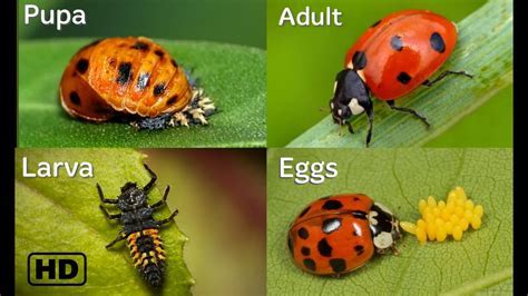 What Month Does Ladybugs Come Out
