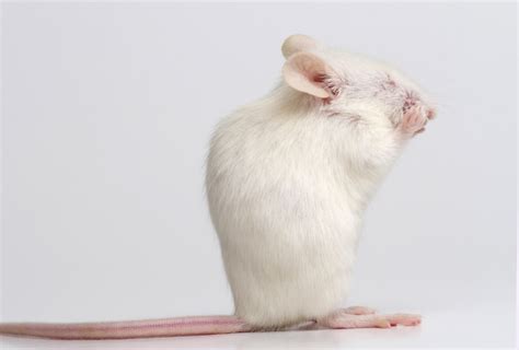 Cancer Drug Alters Autism Like Traits In Mice Spectrum Autism