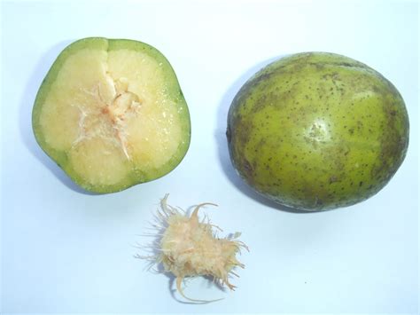 Gambar Buah Kedondong Gambar Buah