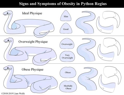 Advice On My Ball Python Ball Pythons Morphmarket Reptile Community