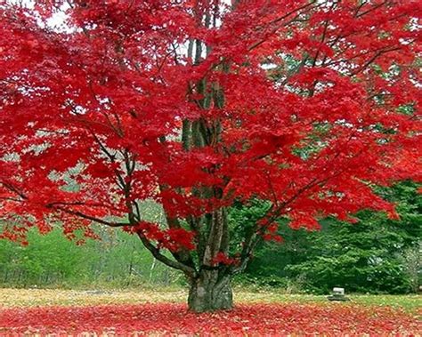 Maple Vs Oak Tree Ways To Differentiate Between Them Conserve Energy Future