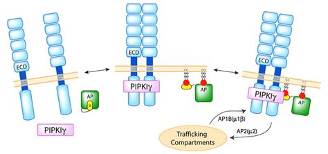 Focus Areas Phospholipid Signaling In Embryonic Development And Human
