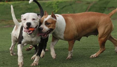 Pitbull Personalidade Quebrando Preconceitos Petz