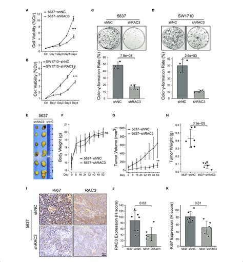 Knockdown Rac3 Inhibits Proliferation Of Bca Cells In Vitro And In