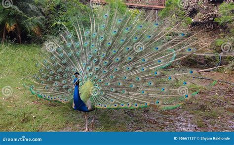 Dancing Peacock Stock Image Image Of Peacocks National 95661137