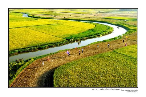 Tuyệt đẹp Cảnh đồng Lúa Quê Hương Việt Nam Vào Mùa Lúa Chín