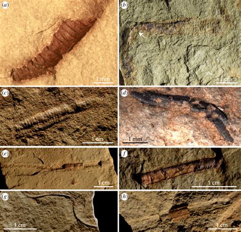 Diverse Assemblage Of Ediacaran Tubular Body Fossils From The Lower