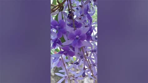 රක්වාන වෙත්තිලකන්ද ඓතිහාසික කුරුලුගල පුදබිමෙහි ඉදිවන සතර මහා දෙවොලට ද්