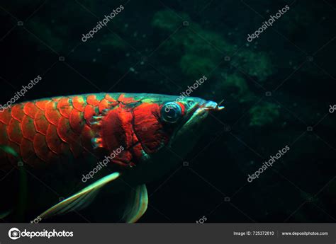 Arowana Scleropages Formosus Red Siluk Species Freshwater Fish Which