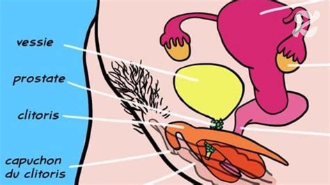 Education Sexuelle Trouver Des Infos Sexo Sur Parlons Sexualités