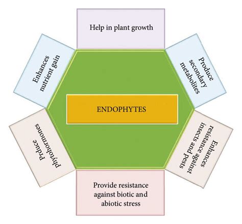 Different Activities Of Endophytes In Plant Growth And Development