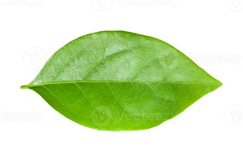 Leaf Texture Pngs For Free Download