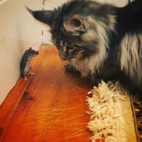Are Maine Coon Cats Good Hunters And Mousers Maine Coon Expert
