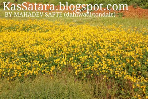 Kas Pathar Satara कास पठार Kaas Plateau Valley Of Flowers Photos