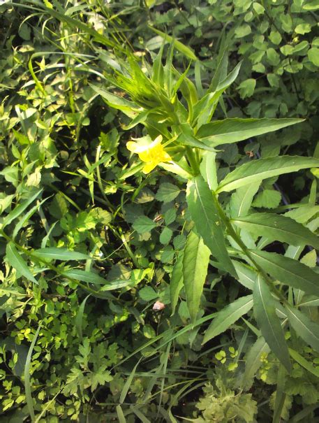 牙痛草小飞蓬 小飞蓬杂草 牙痛草 大山谷图库