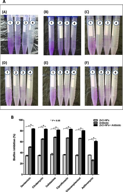 Biofilm Assay Methods At Sam Mcclendon Blog