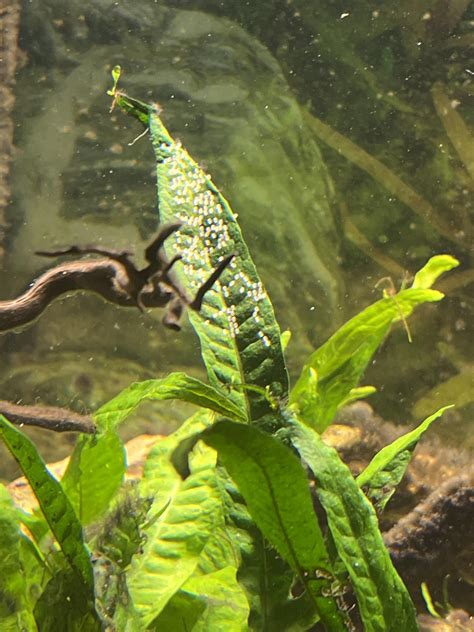 First My Rams Now My Angels R Aquariums