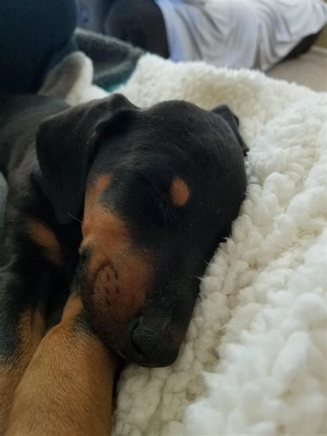 Meet Charlie Scrolller