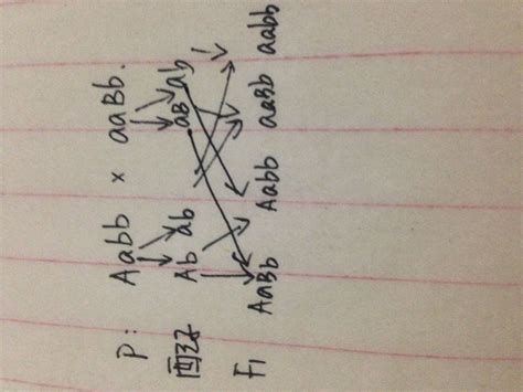 Aabbandaabb的遗传图解 百度知道