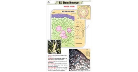 Buy TS Stem Monocot For Botany Chart Get Price For Lab Equipment