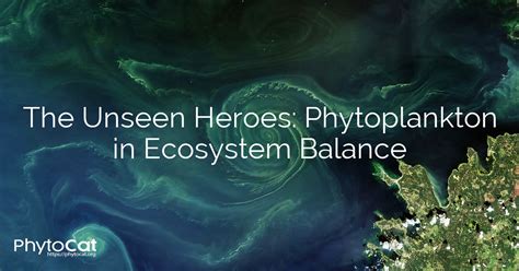 The Unseen Heroes Phytoplankton In Ecosystem Balance