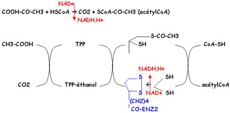 Licence 1and2 Métabolisme Chapitre 3 Mitochondries Et Respiration