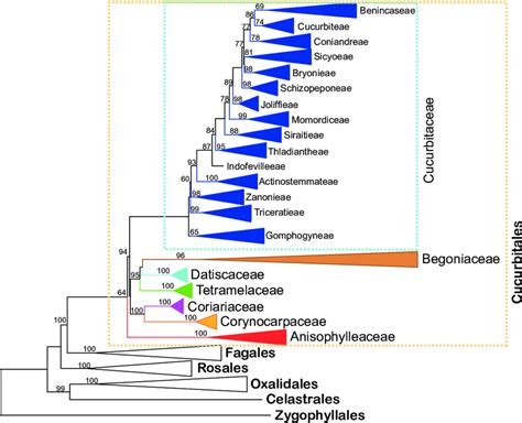 Simplified Version Of The Maximum Likelihood Tree Obtained From Nine Download Scientific