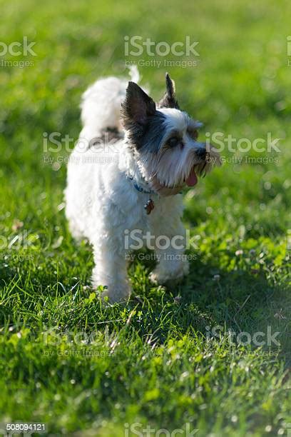 Biewer 요크셔테리어 루킹 자신의 친구야 0명에 대한 스톡 사진 및 기타 이미지 0명 강아지 개 개 Istock