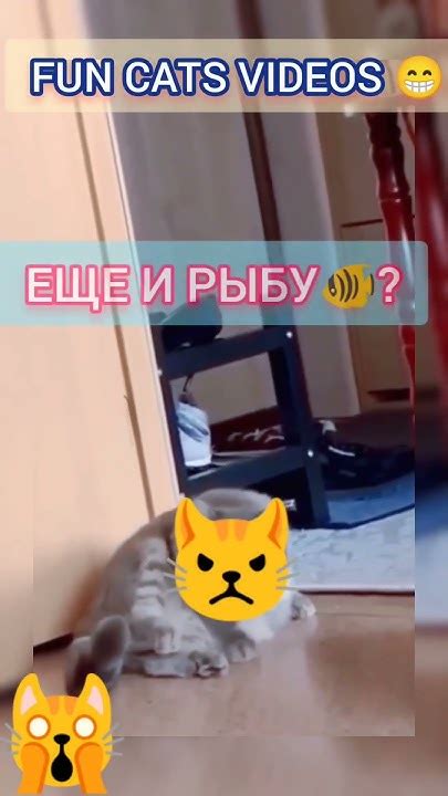 Эй Ты Что там Жрешь без Меня Самые Ржачные Видосики с Котами Top