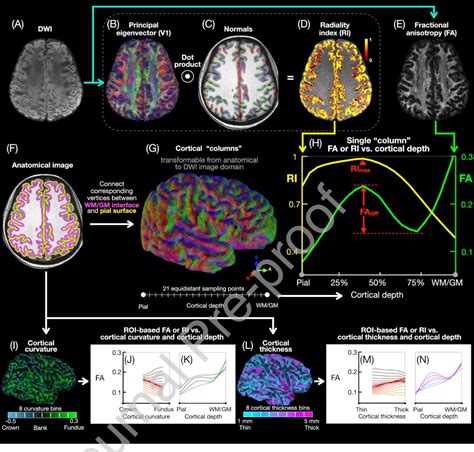 Figure 2 From Column Based Cortical Depth Analysis Of The Diffusion