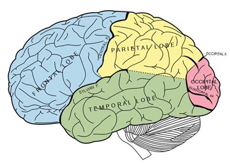 The Prefrontal Cortex Download Scientific Diagram