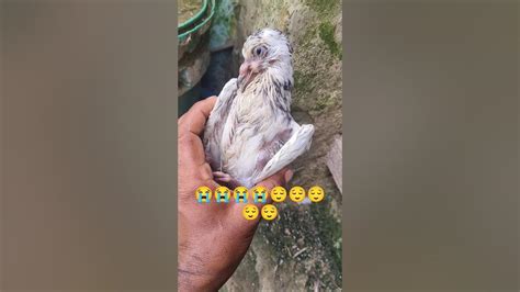 Mar Gaya Vah Sab Tere Liye Roj Marta Thakabutar Kabutar Pigeon 😭😭😭😭😭