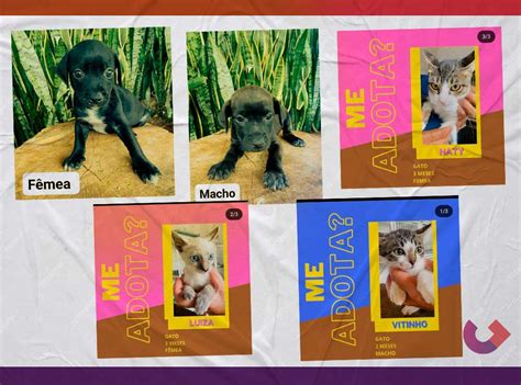 Filhotes De Cães E Gatos Disponíveis Para Adoção Responsável • Jauclick
