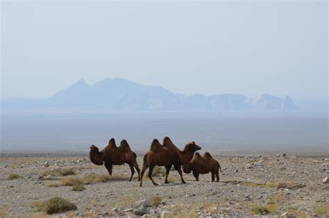 Мэдээлэл Тусгай хамгаалалттай газар нутаг гэж юу вэ