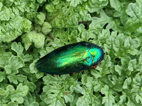 Iridescent Beetle