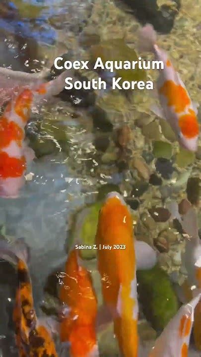 Coex Aquarium South Korea Youtube