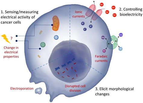 Copd Diagnosis Lung Function Test