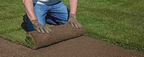 Laying Sod In Summer Best Installation And Care Tips