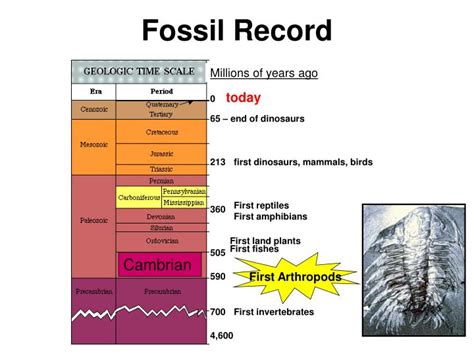 Fossil Record Facts And Characteristics At Lawrence Henry Blog