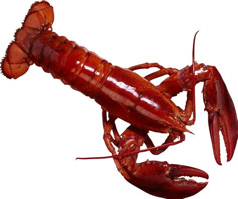 Рак PNG