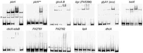 Dnase I Footprint Analysis And Consensus Generation A End Labeled