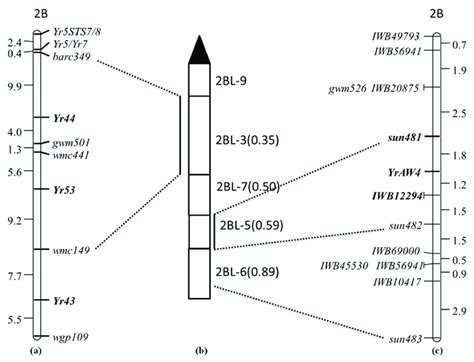 Diagrammatic Representation Of A Stripe Rust Resistance Genes