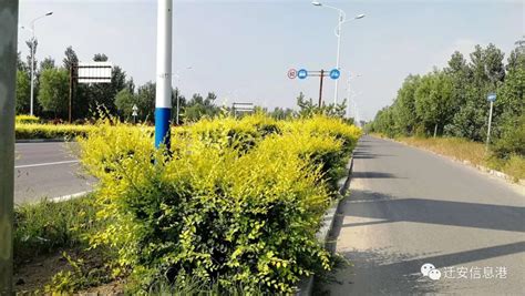 迁安一中事故频发 第三通道绿化带该修剪了 上下学
