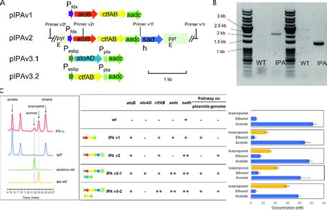 Pathway Constructions For Ipa Biosynthesis A Gene Cassettes And Download Scientific Diagram