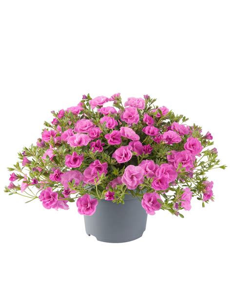 Oderings Garden Centre Perennial Calibrachoa Double Pink 1 3l