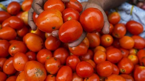 Average Tomato Prices In Delhi Drop To Rs 150 Per Kg Says Govt Data
