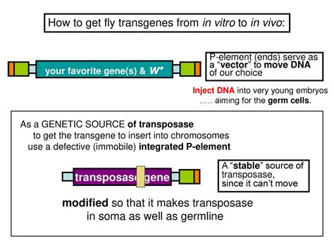 Your Favorite Gene S And W Ppt Download